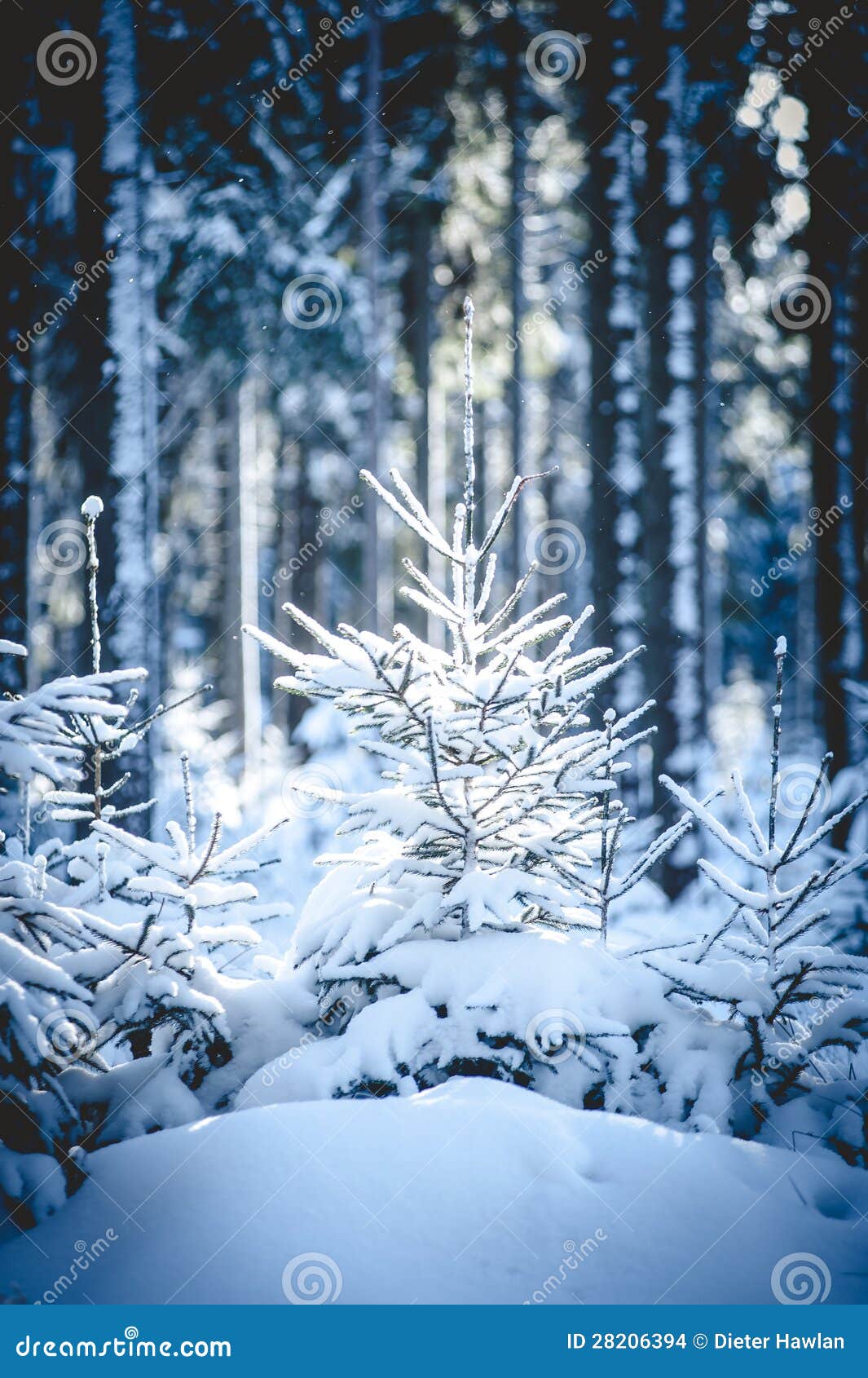 Fir Trees in snowy Forest stock photo. Image of tree - 28206394