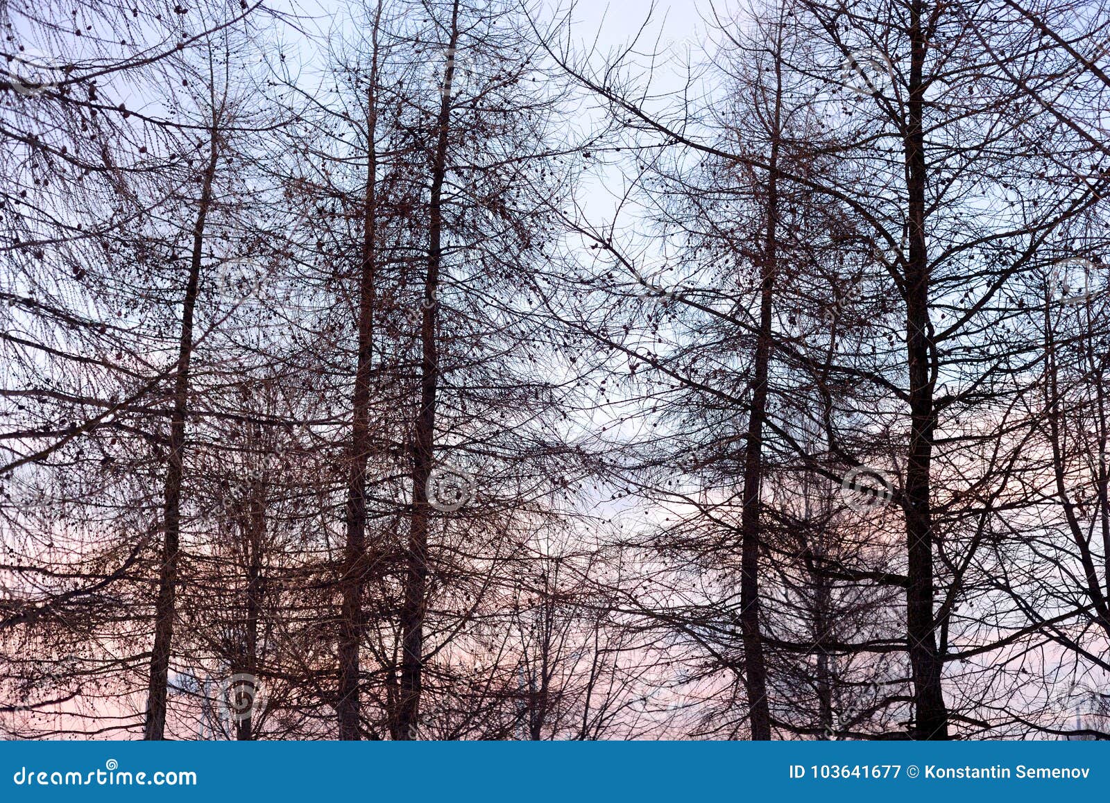 Fir trees at sunset. stock image. Image of season, coniferous - 103641677