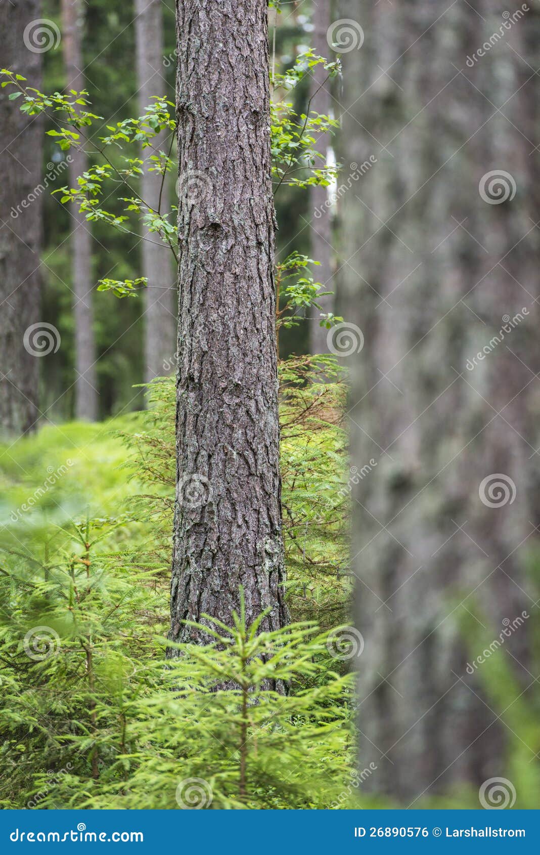 Fir Trees in Swedish Forest Stock Photo - Image of seasons, trunk: 26890576