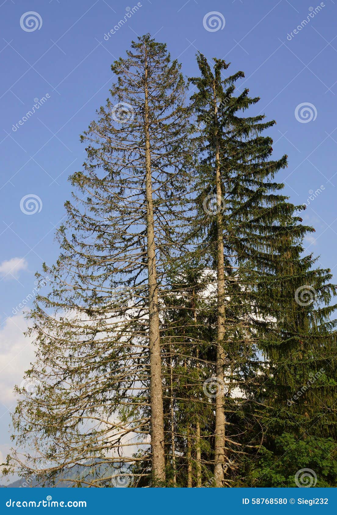 Fir Trees stock photo. Image of wood, spruce, nature - 58768580