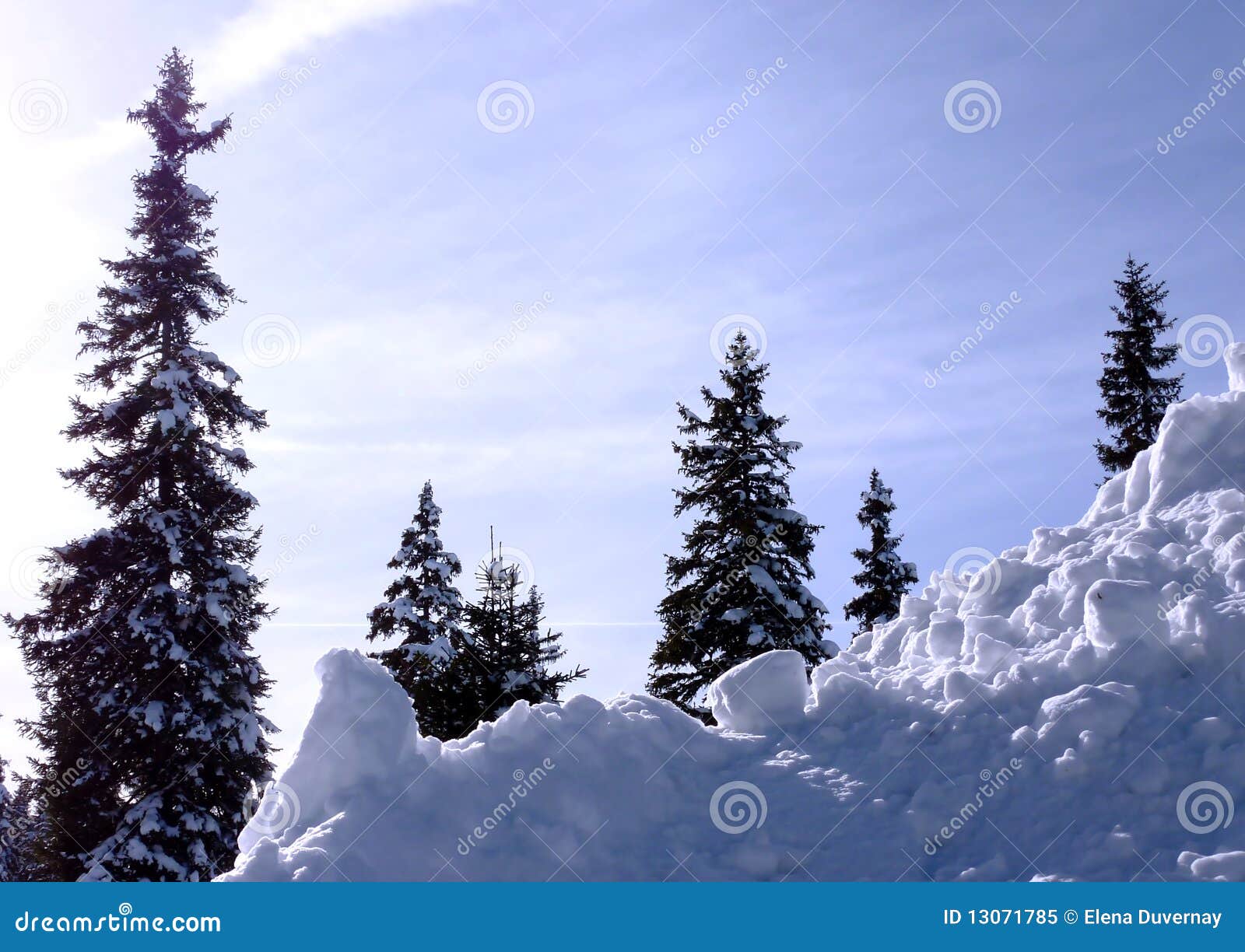 Fir trees by winter stock image. Image of white, cold - 13071785
