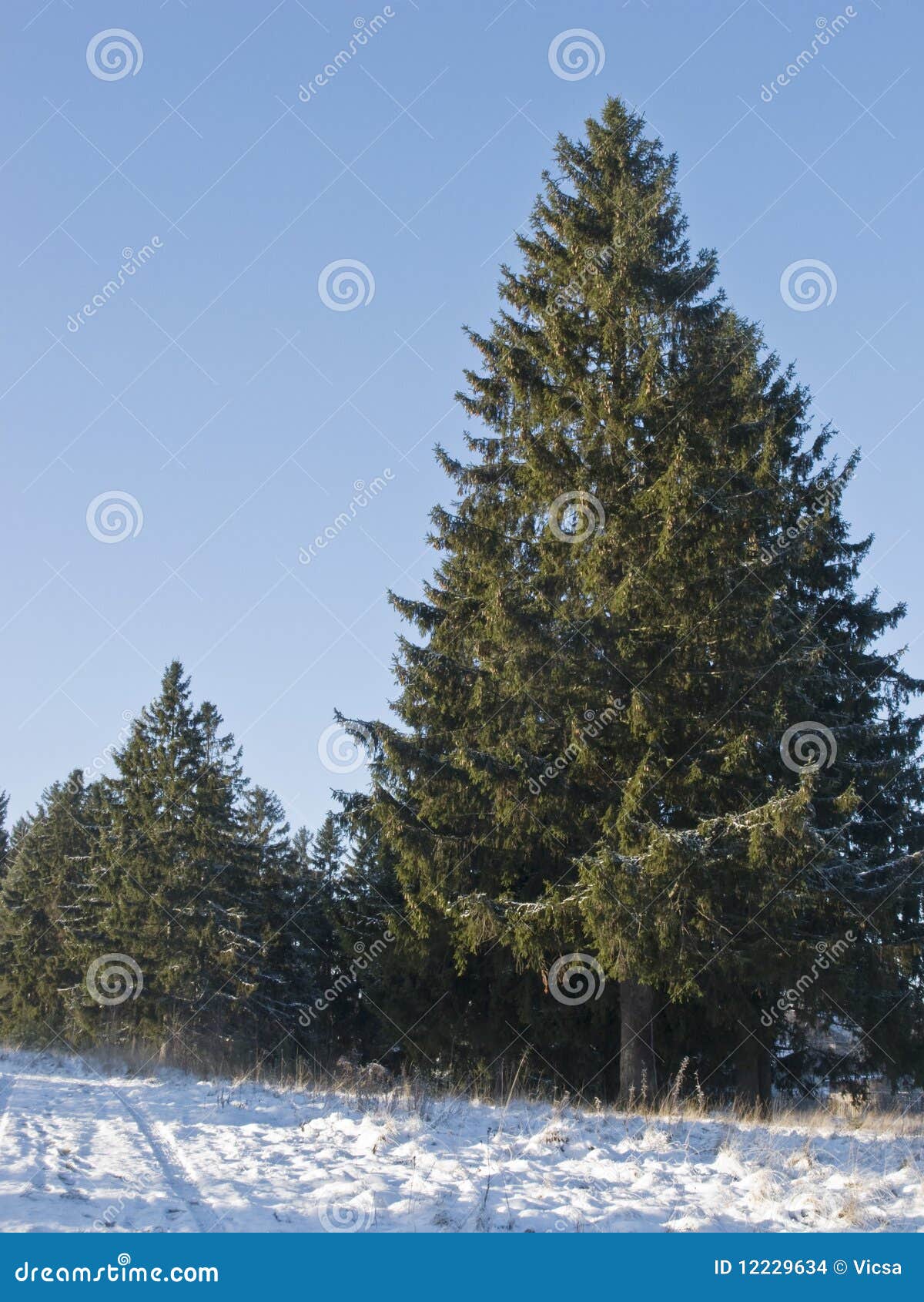 Fir trees in winter forest stock photo. Image of season - 12229634