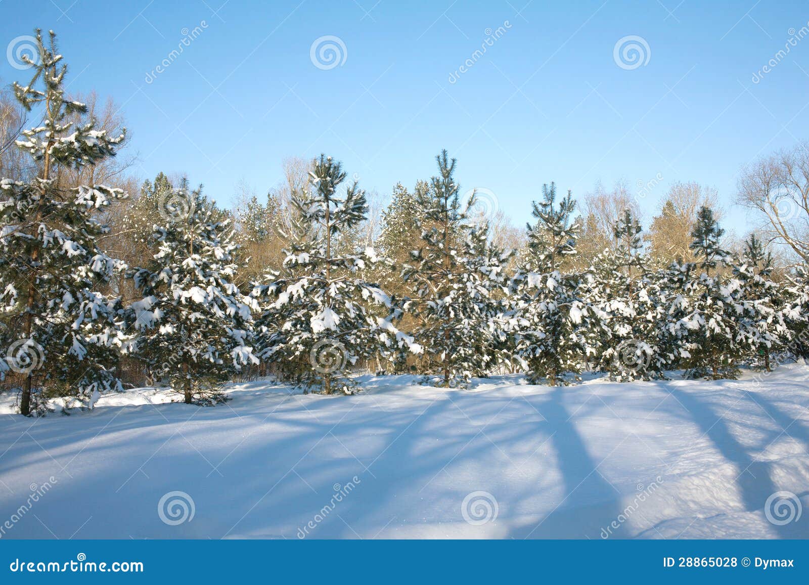 Fir-trees in winter forest stock photo. Image of nature - 28865028