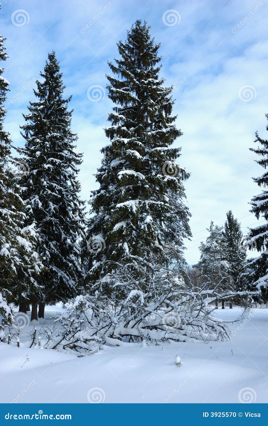 Fir trees in winter forest stock photo. Image of calm - 3925570