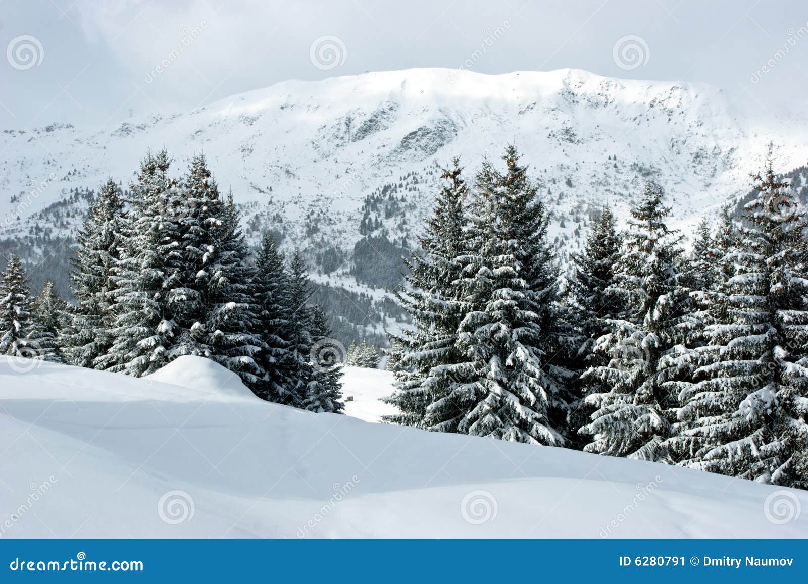 Fir Trees on Winter Mountain Stock Image - Image of scenic, forest: 6280791