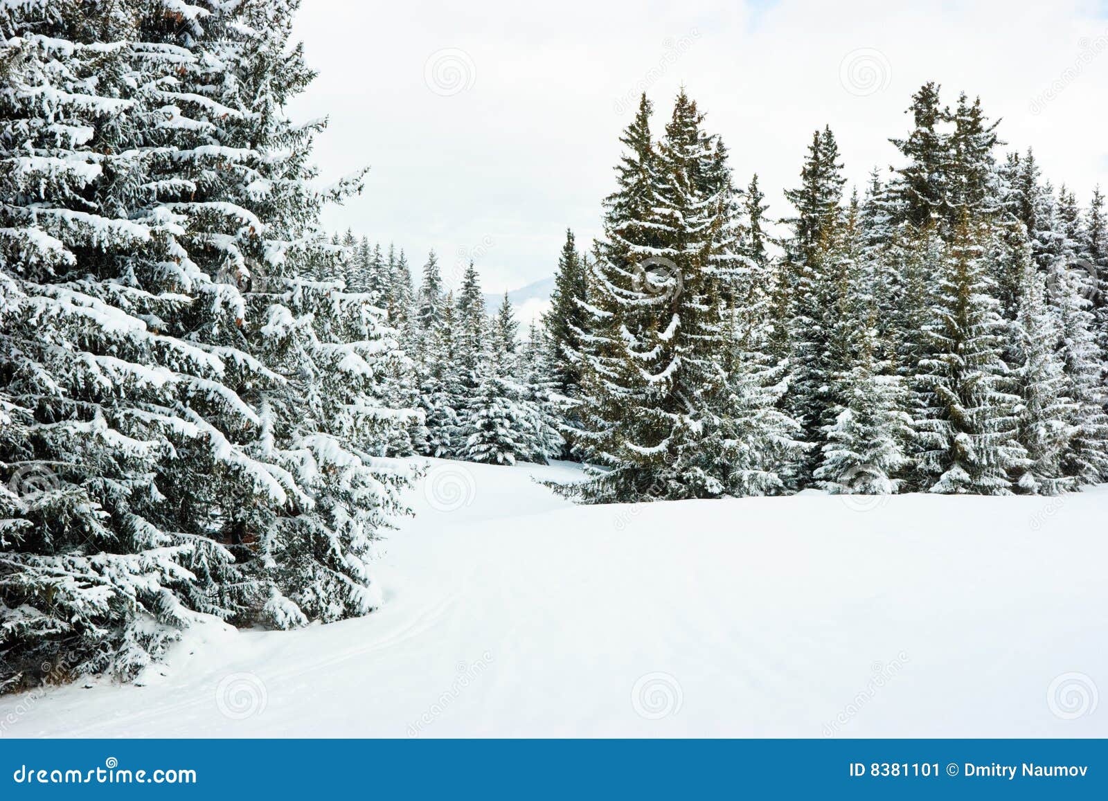 Fir Trees on Winter Mountain Stock Image - Image of skiing, france: 8381101