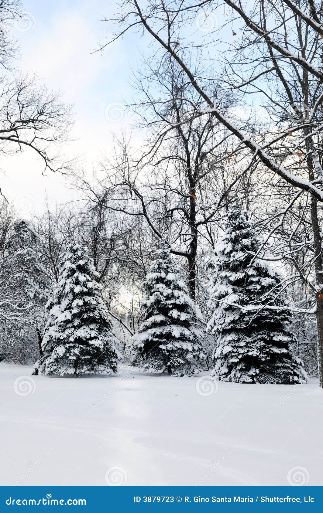Fir trees in wintry forest stock image. Image of wilderness - 3879723