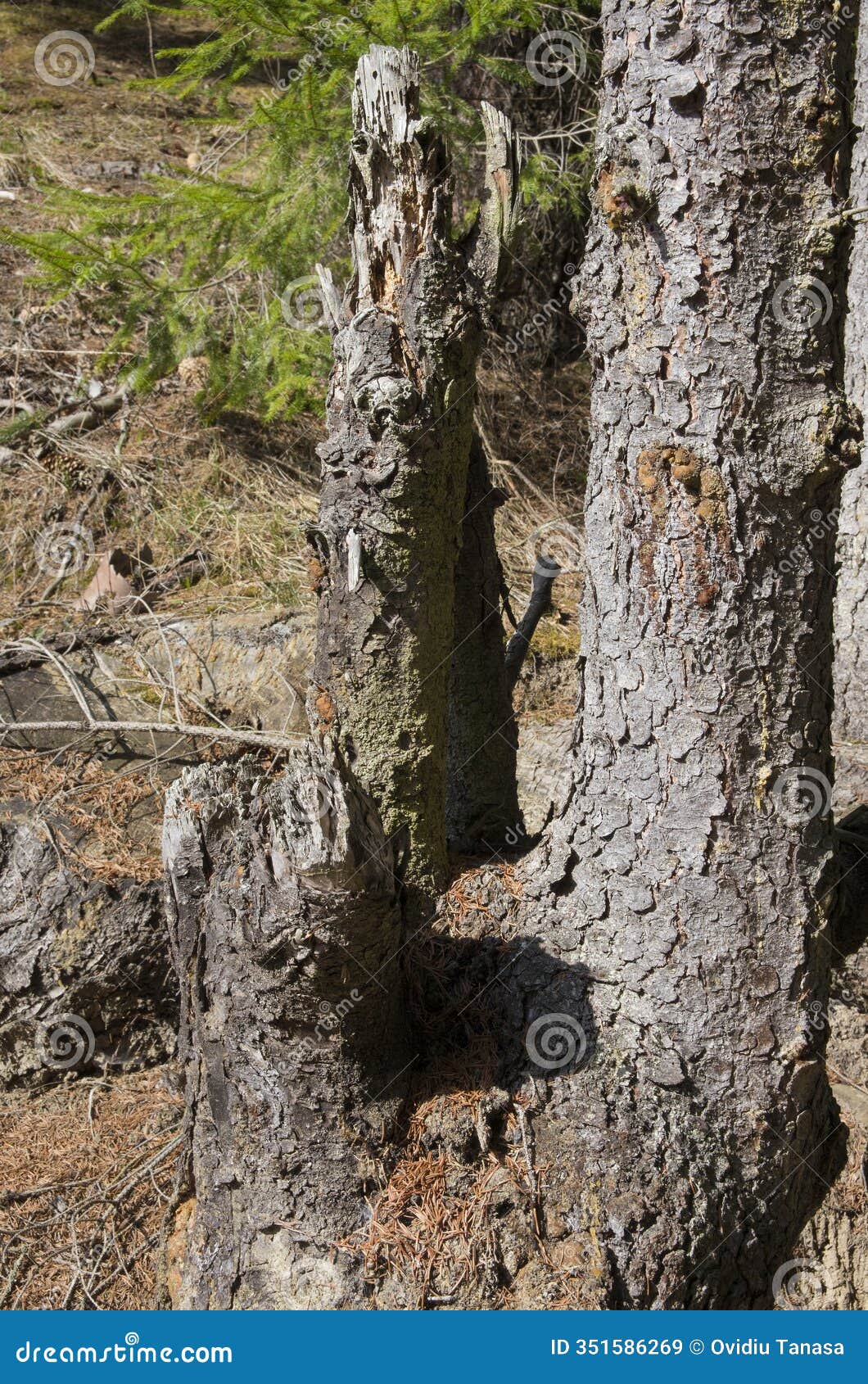 Fir trunk broken by storm stock image. Image of garden - 351586269