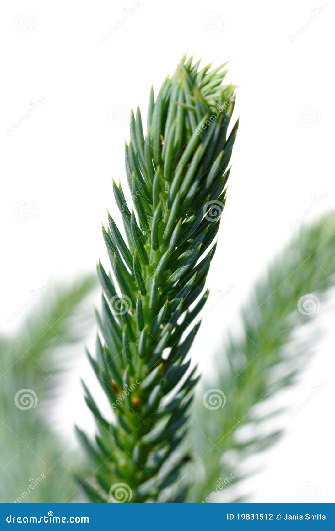 Fir twig. stock photo. Image of nature, tree, branch - 19831512
