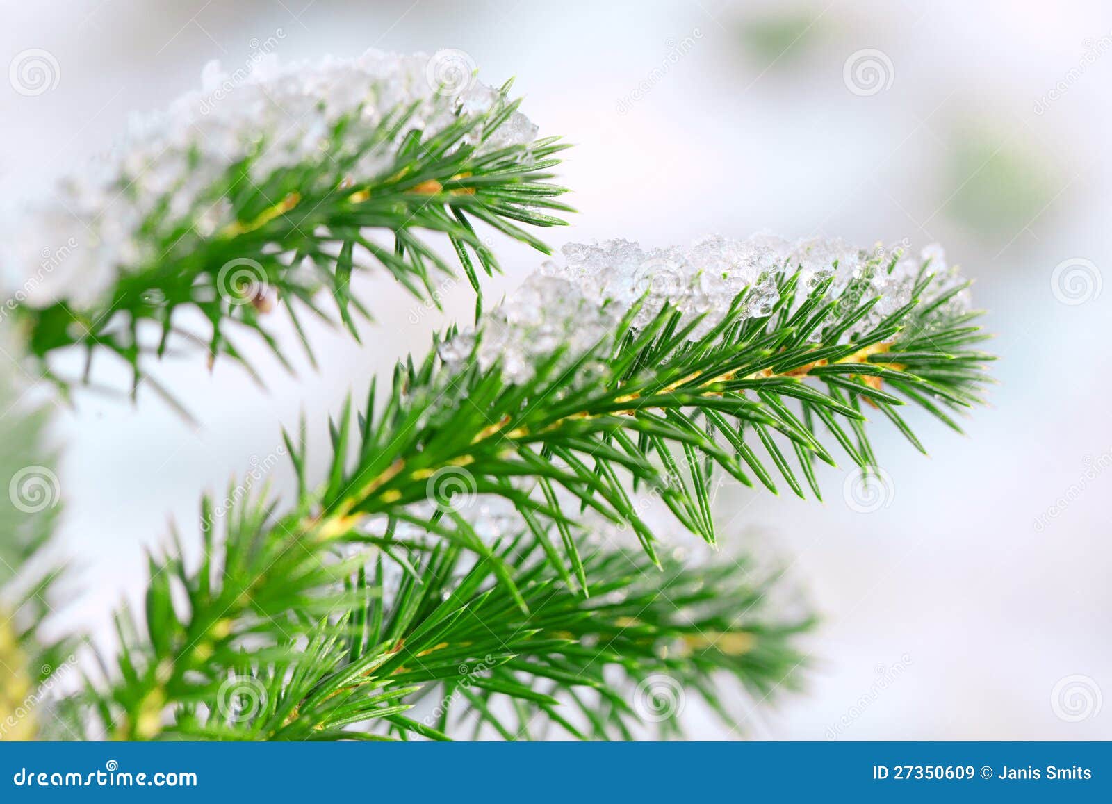 Fir twig. stock image. Image of spruce, frozen, snow - 27350609