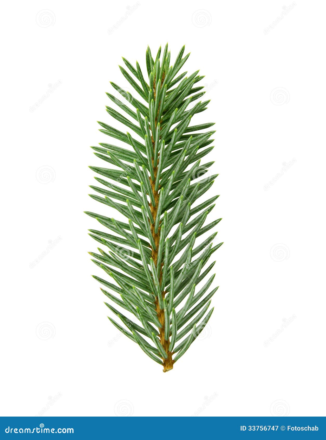 Fir twig stock image. Image of studio, white, coniferous - 33756747