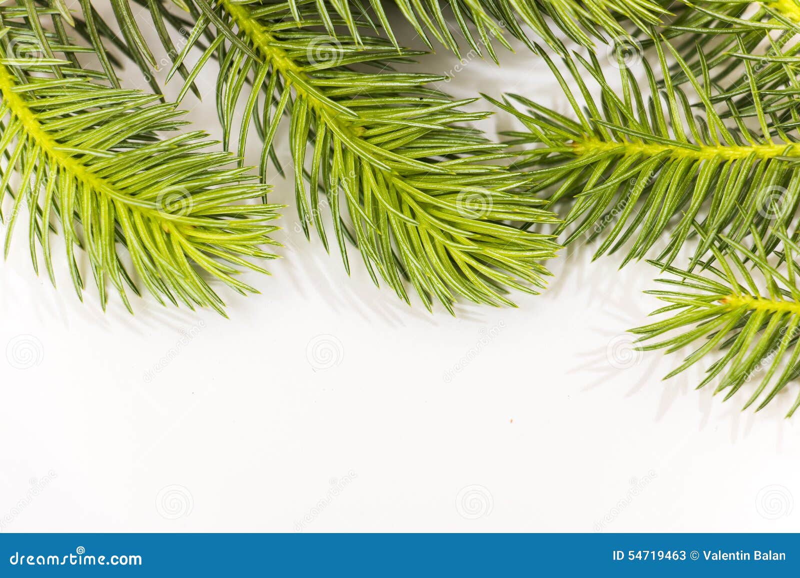 Fir twig stock image. Image of lush, green, background - 54719463