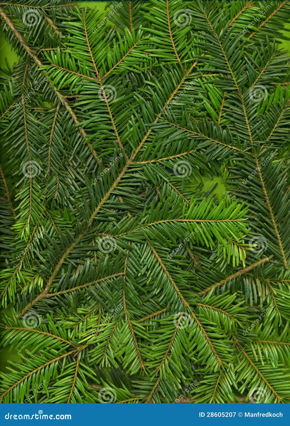 Fir twigs background stock image. Image of branch, conifer - 28605207