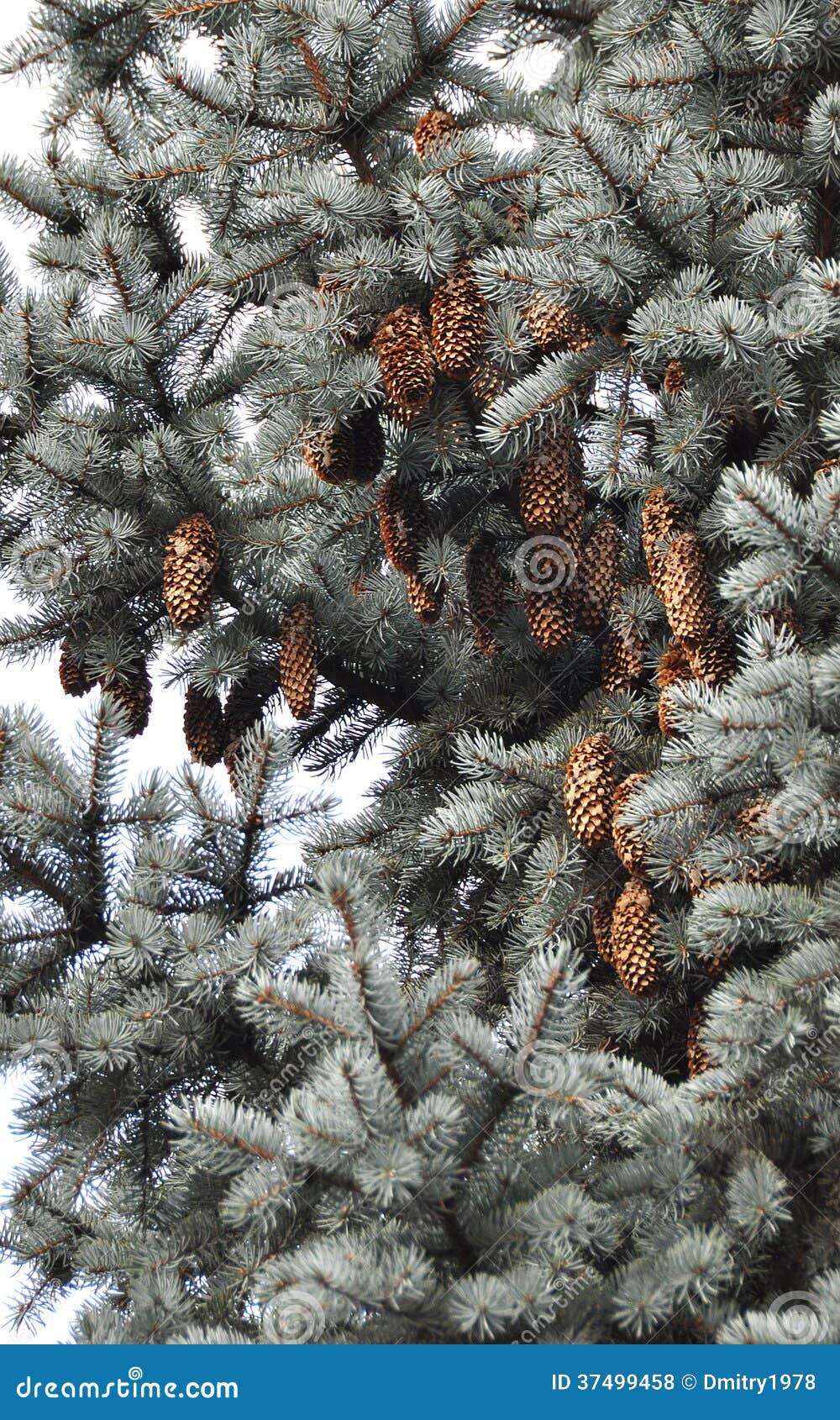 Fir twigs stock photo. Image of twig, ornate, tree, celebrations - 37499458