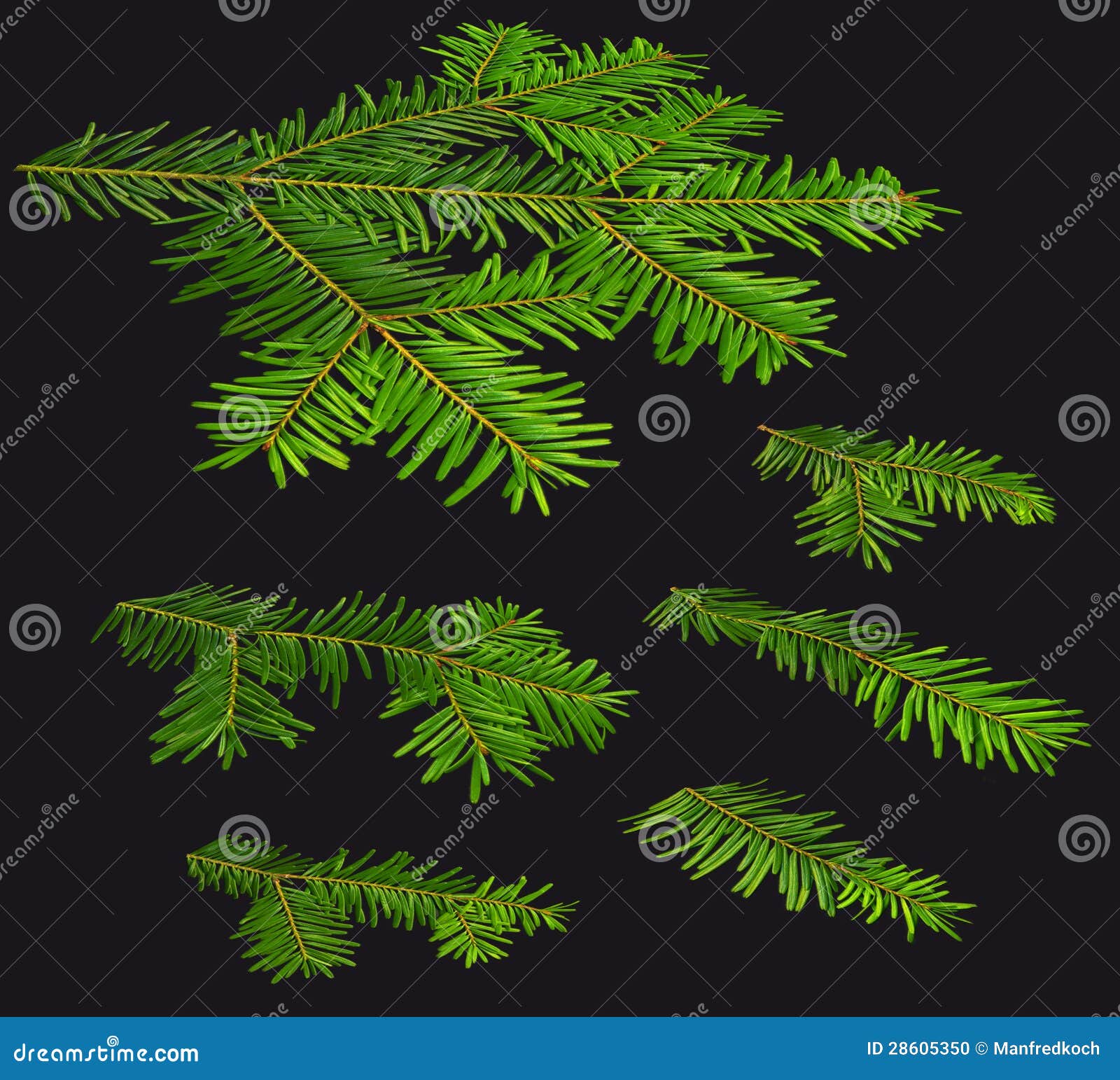 Fir Twigs Perspective View Black Background Stock Photo - Image of ...