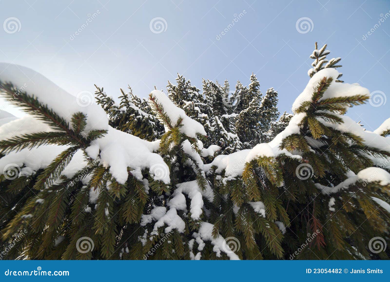 Fir in winter. stock photo. Image of tree, tall, green - 23054482
