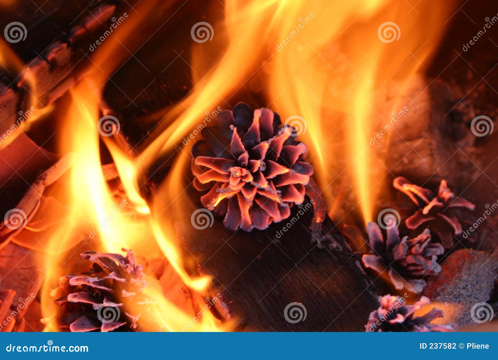 Fircone on Fire stock photo. Image of heath, burning, glow - 237582
