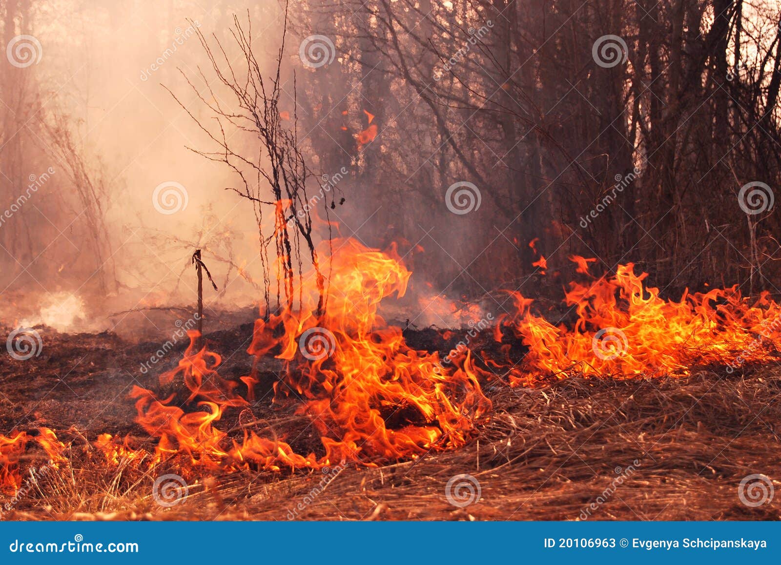 Fire stock image. Image of orange, trees, ecology, nature - 20106963