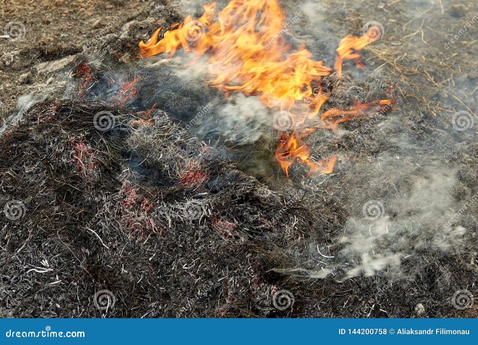Fire on Agricultural Land. Flame and Burned Area in Smoke Stock Photo ...