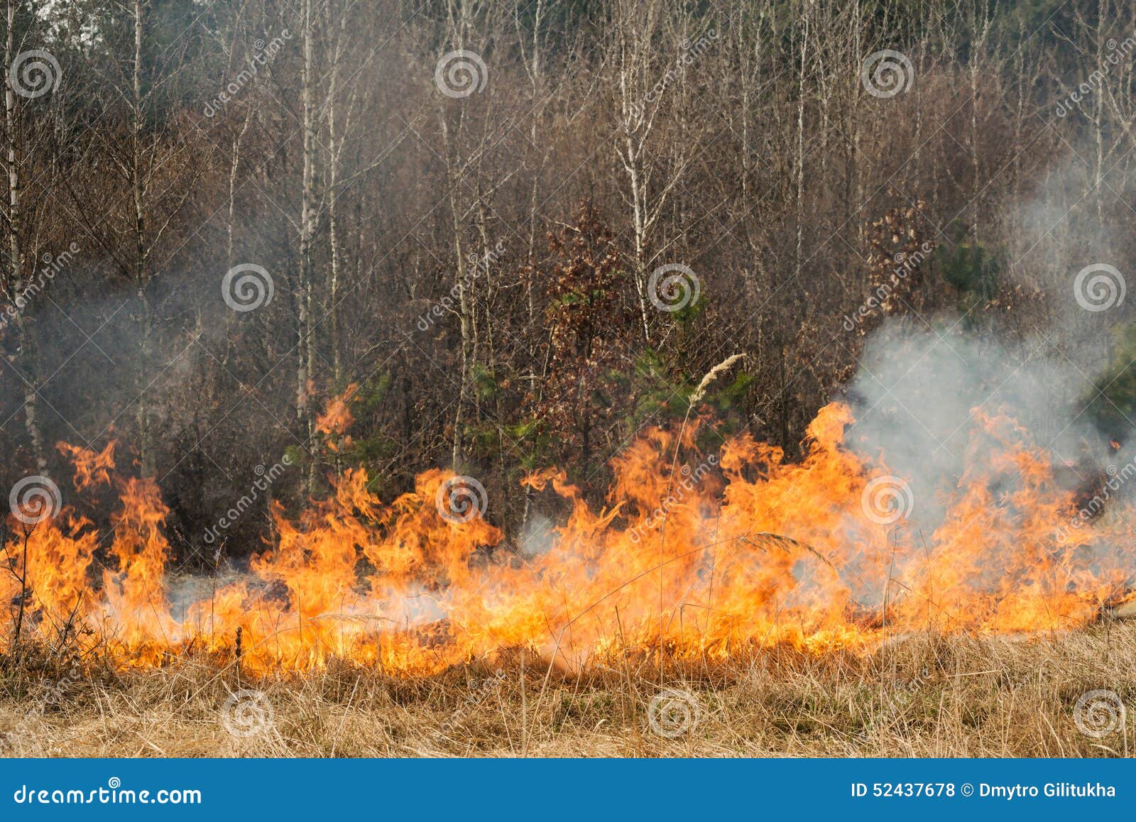 Fire On Agricultural Land. Flame And Burned Area In Smoke Royalty-Free ...
