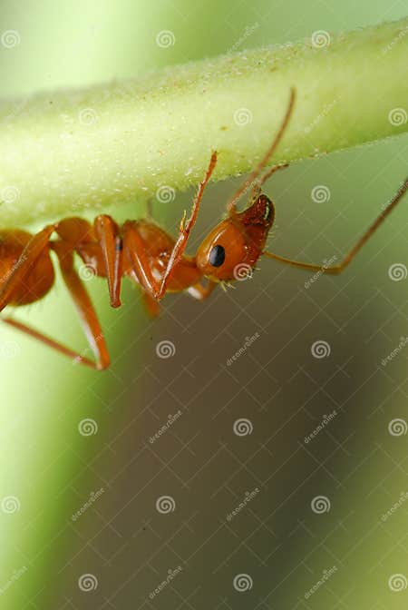 Fire Ant stock image. Image of life, macro, antenna, nature - 14843397