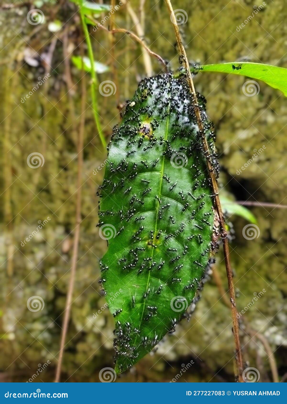Fire Ant Colonies Build Nests in Leaves Stock Image - Image of branch ...