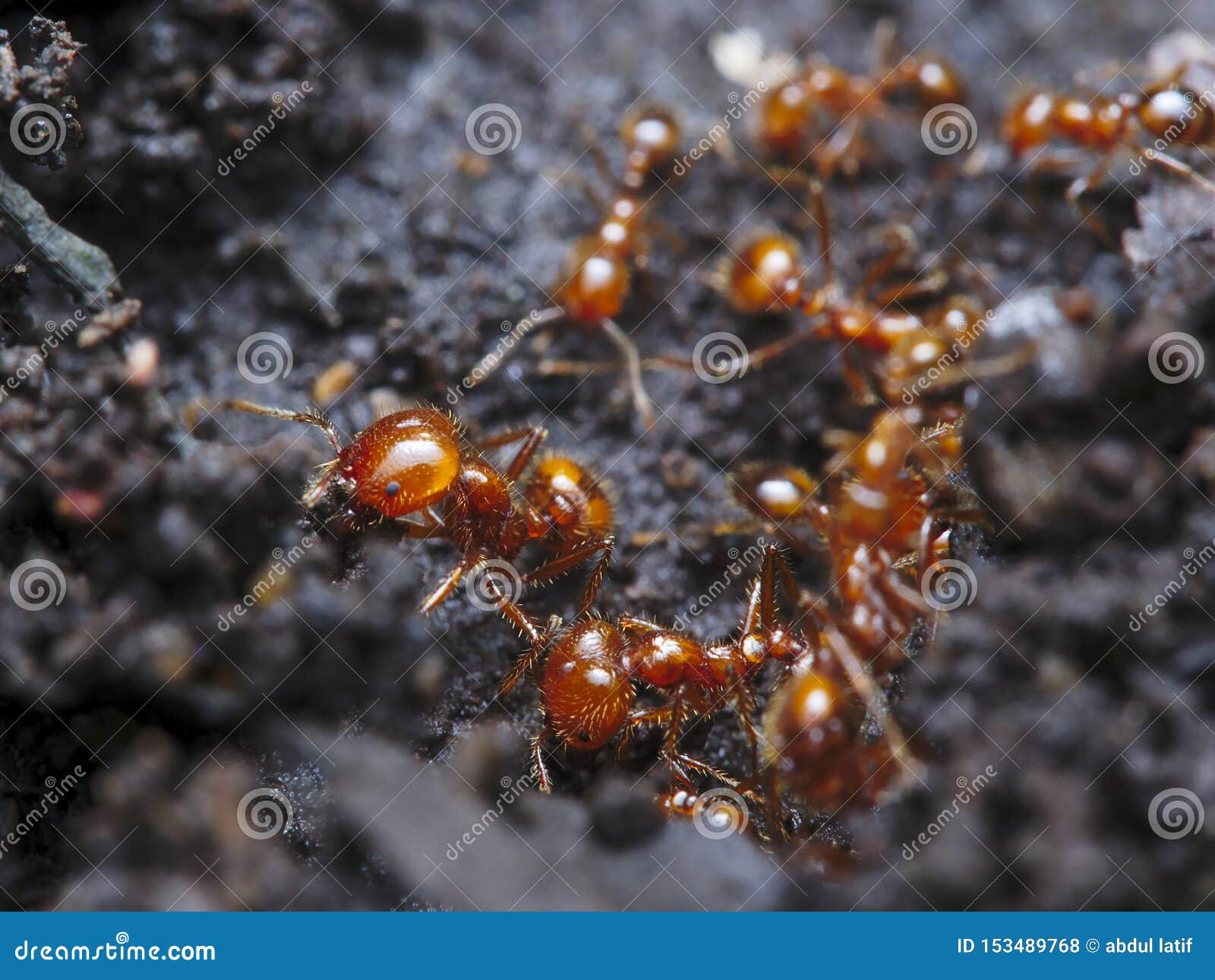 The fire ant colony stock photo. Image of sand, animal - 153489768