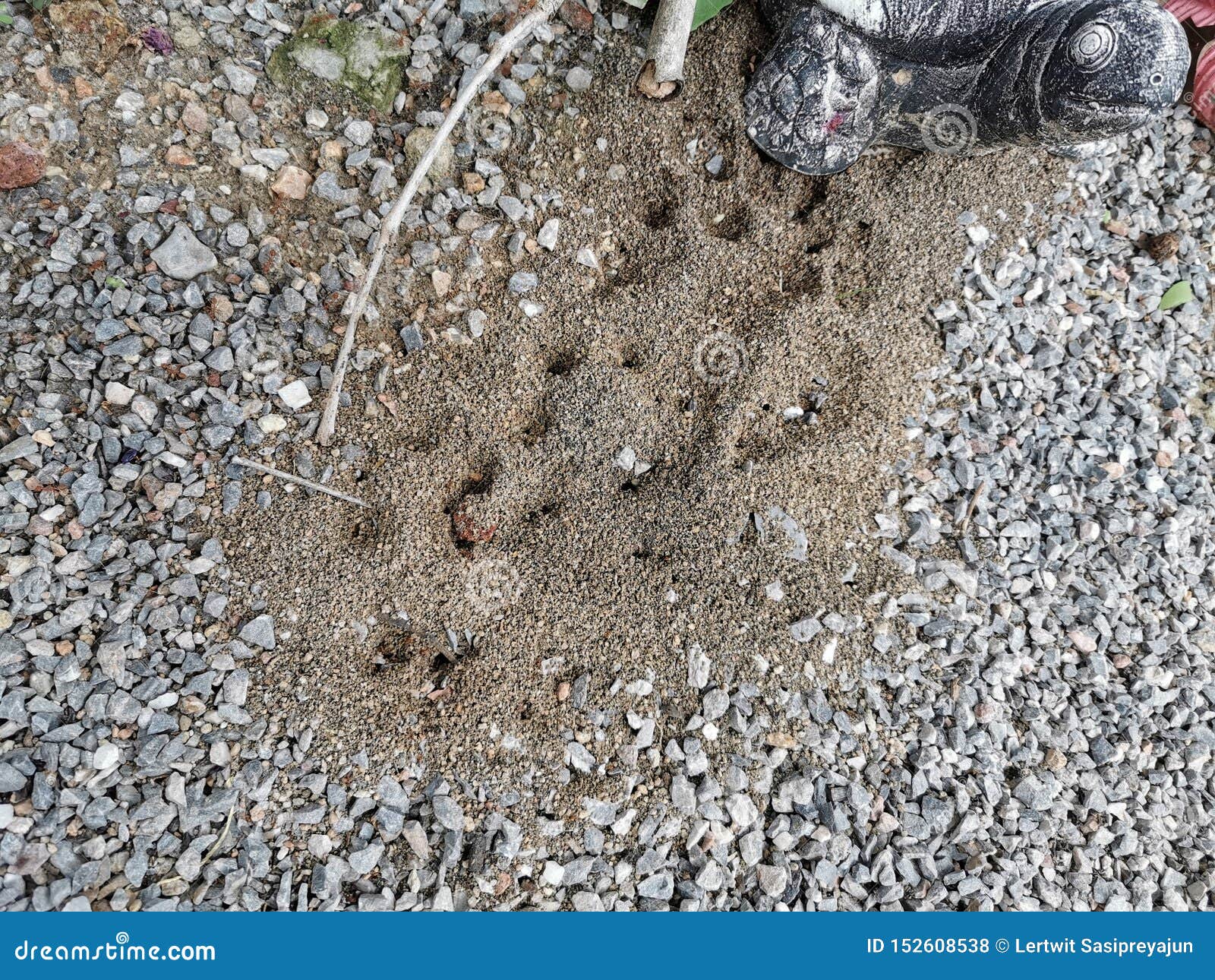 Fire ant colony on ground stock photo. Image of colony - 152608538