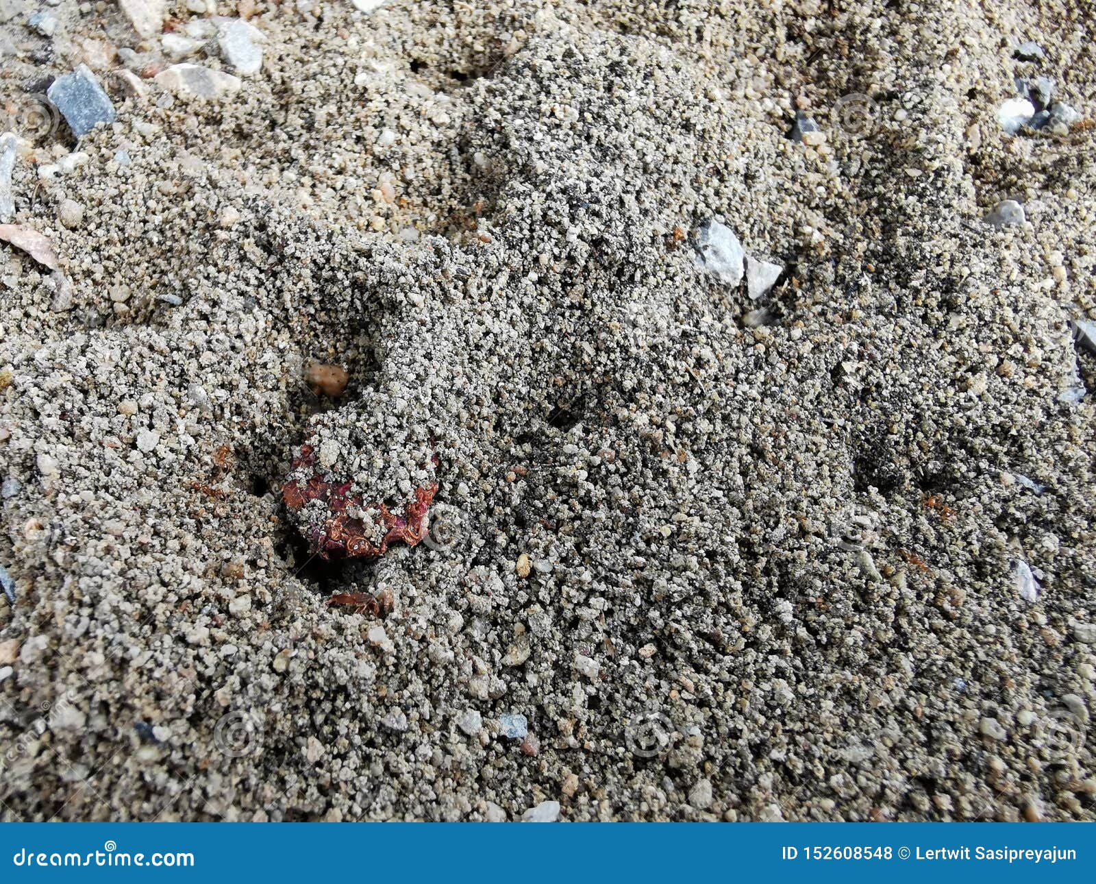 Fire ant colony on ground stock photo. Image of insect - 152608548