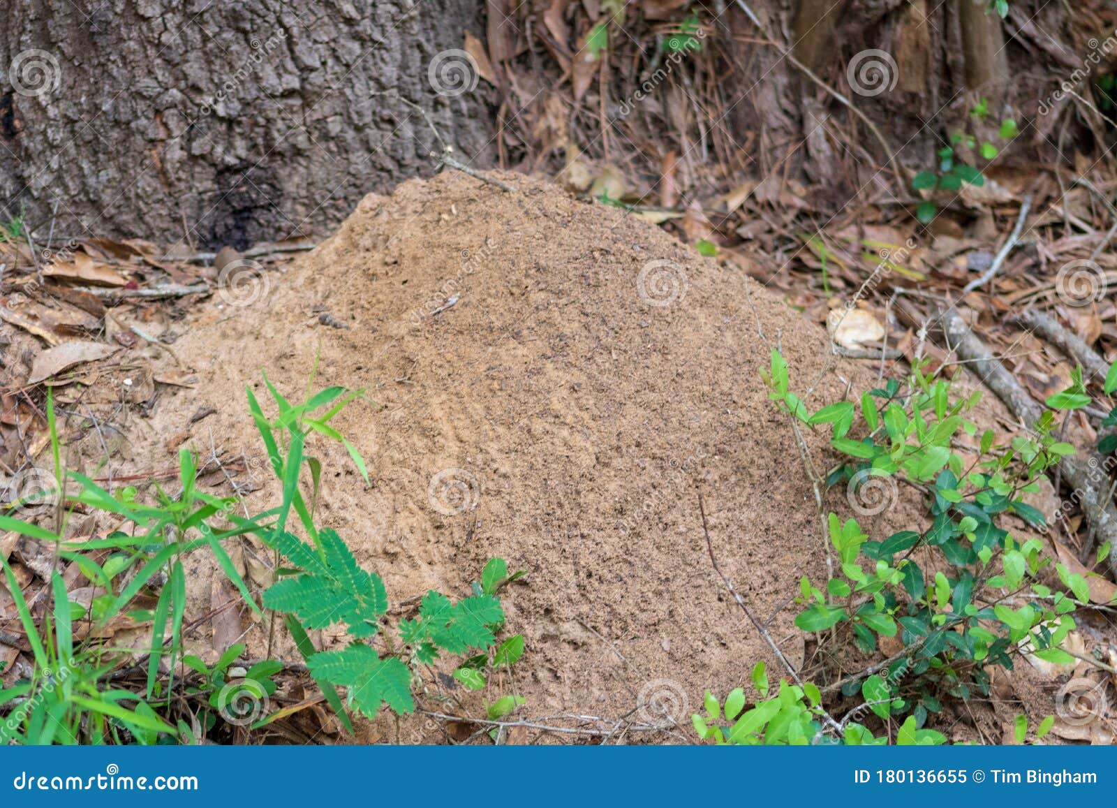 Fire Ant Mound in the Grass Near Tree Stock Image - Image of insect ...