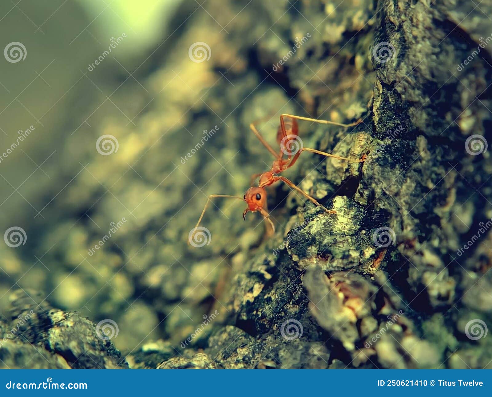 Fire Ant stock photo. Image of fire, animal, insect - 250621410