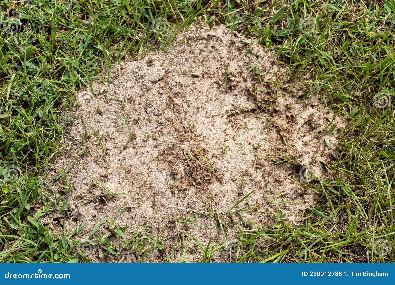 Fire ant hill in the grass stock photo. Image of disturbed - 230012788
