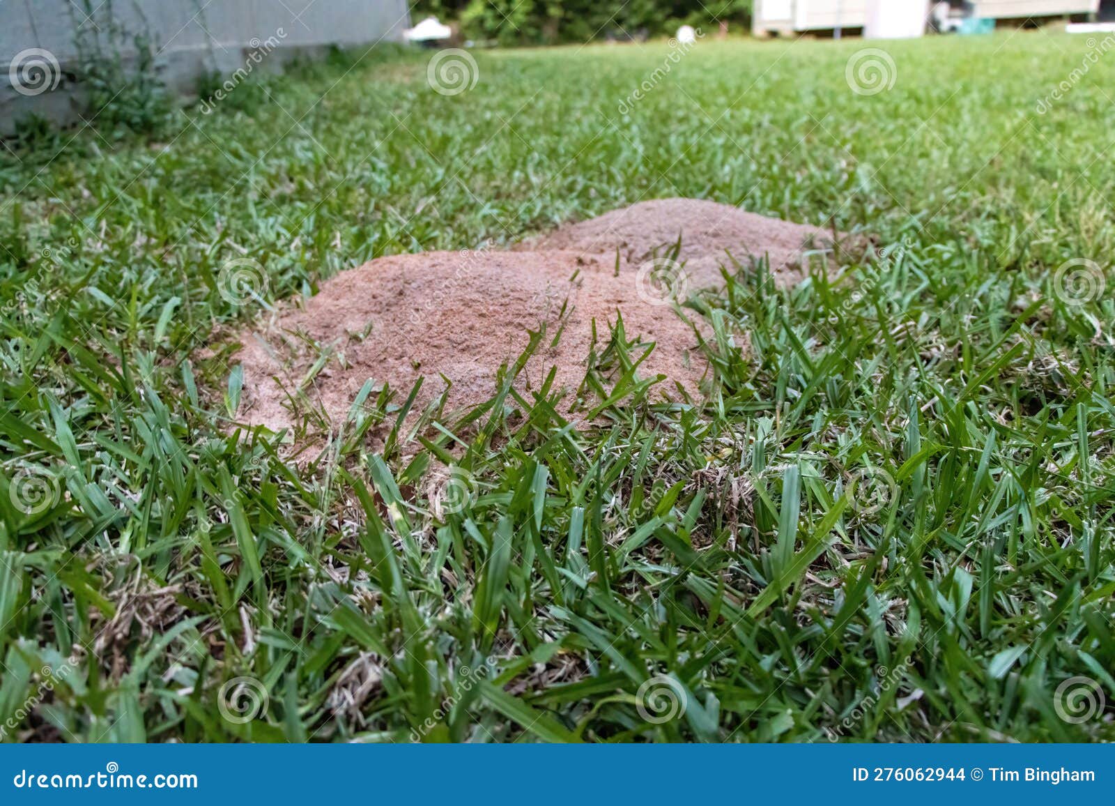 Fire Ant Hill in the Grass of the Lawn Stock Photo - Image of shrub ...