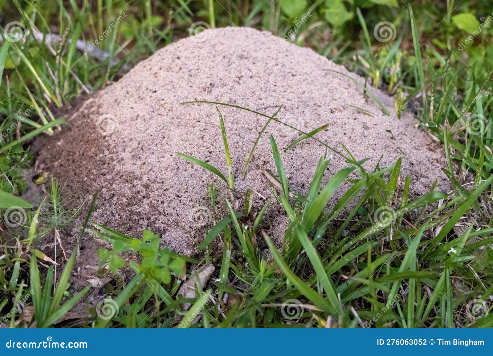 Fire Ant Hill in the Grass of the Lawn Stock Photo - Image of shrub ...
