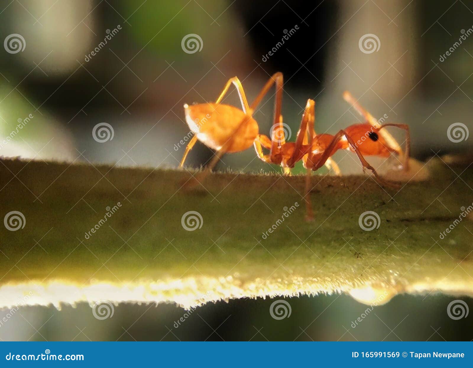 Fire Ant Macro View on Tree Stock Image - Image of animal, nature ...