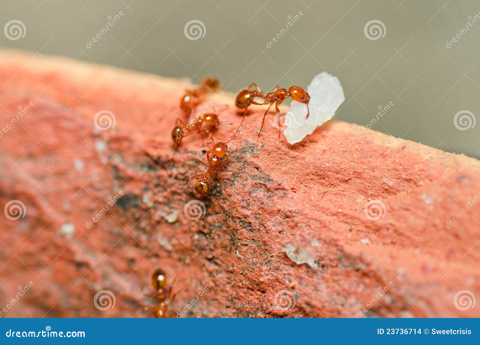 Fire ant power stock photo. Image of helping, building - 23736714