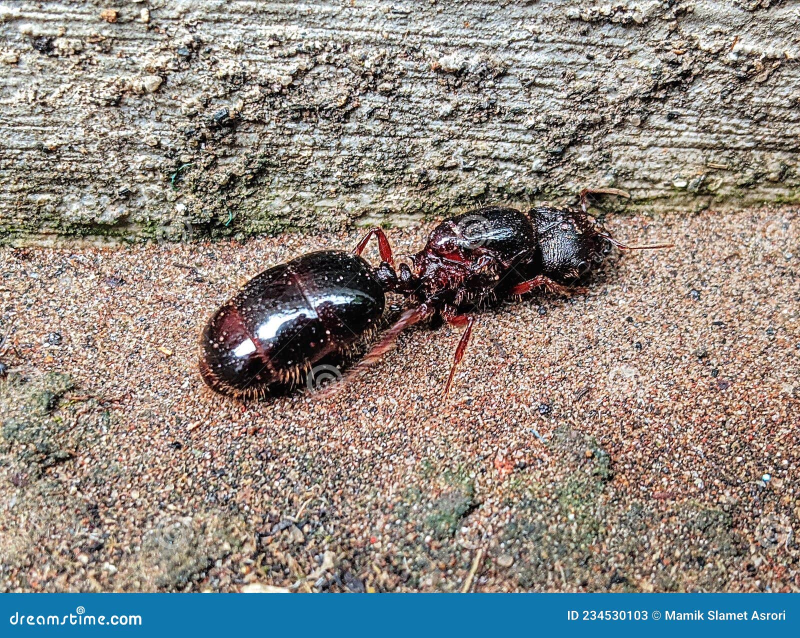 Fire ant queen stock image. Image of queen, fire, macro - 234530103