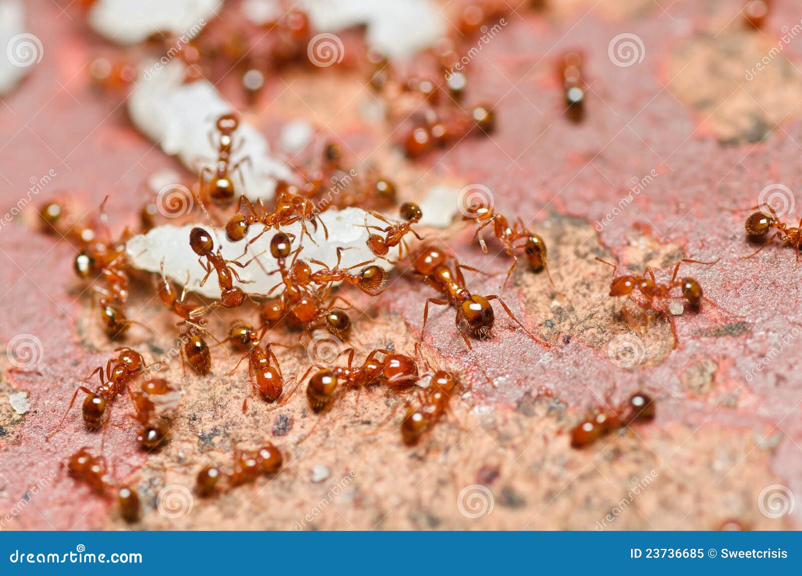 Fire ant teamwork stock image. Image of teamwork, building - 23736685