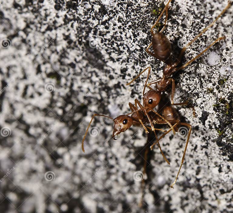 Fire Ants stock photo. Image of insect, angry, defensive - 16082120