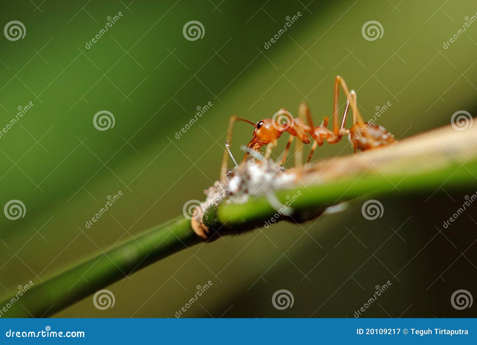 Fire ants stock image. Image of bite, ants, stinging - 20109217