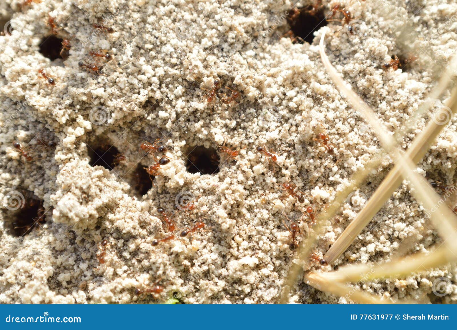 Fire ants on ant bed stock image. Image of busy, tunnel - 77631977