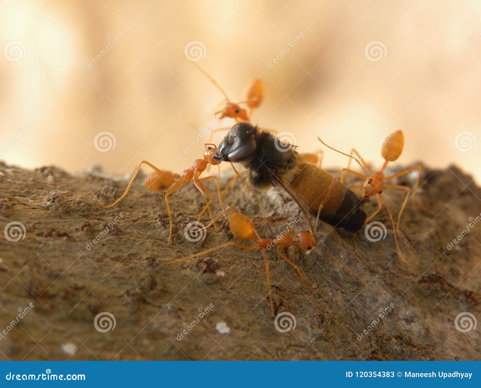 Fire Ants Carrying an Insect Stock Image - Image of predator, orange ...
