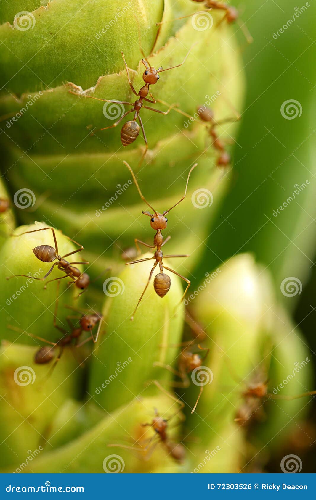 Fire Ants Close Up stock photo. Image of closeup, nature - 72303526