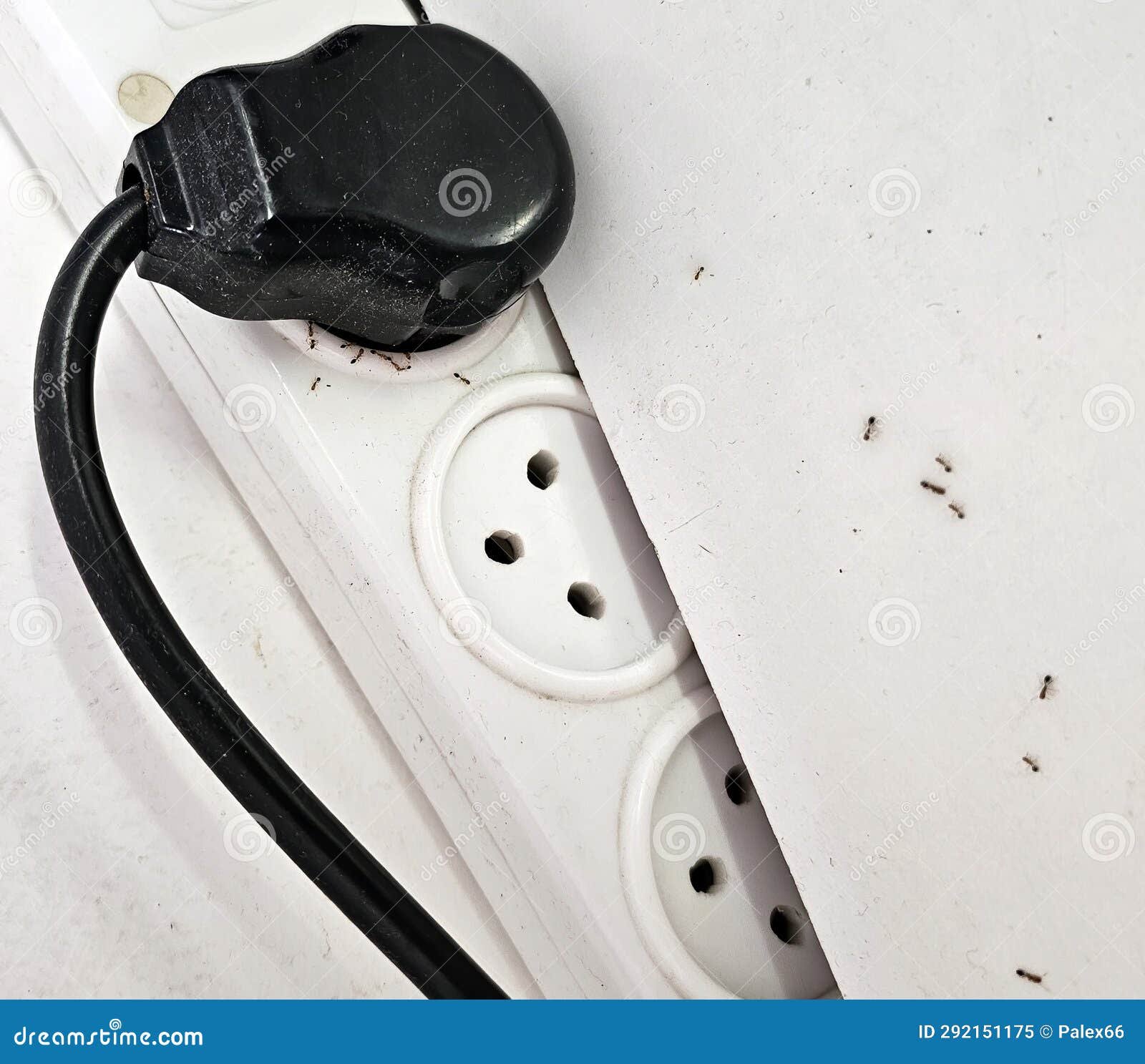 Fire Ants on Electrical Outlet Stock Image - Image of jaws, technology ...