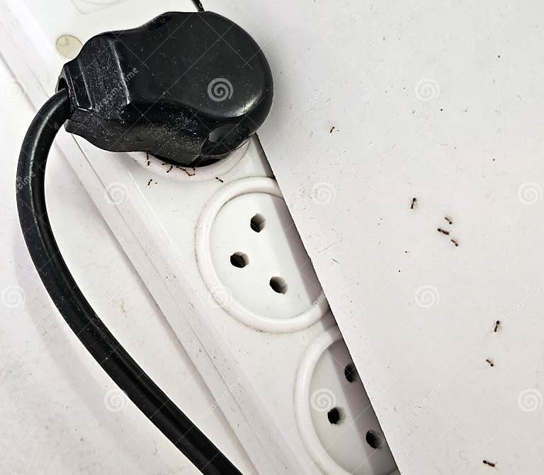 Fire Ants on Electrical Outlet Stock Image - Image of jaws, technology ...
