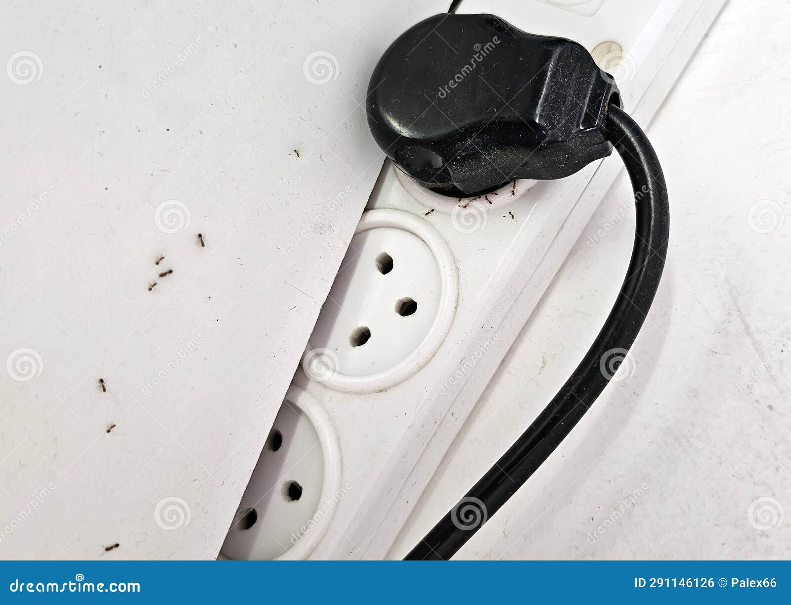 Fire ants in the home stock photo. Image of lighting - 291146126