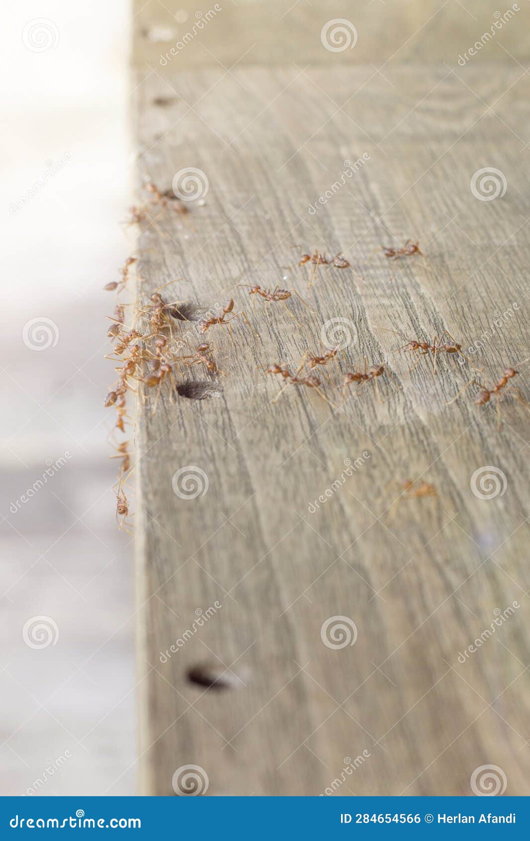 Fire Ants are Looking for Food Stock Photo - Image of build, assistance ...