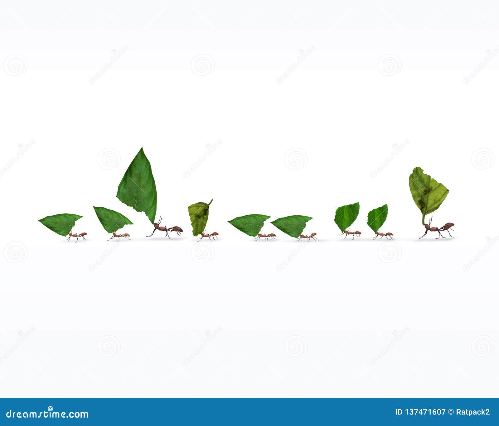 Red Ants Marching In A Circle. Vector Round Formic Frame Consisting Of ...