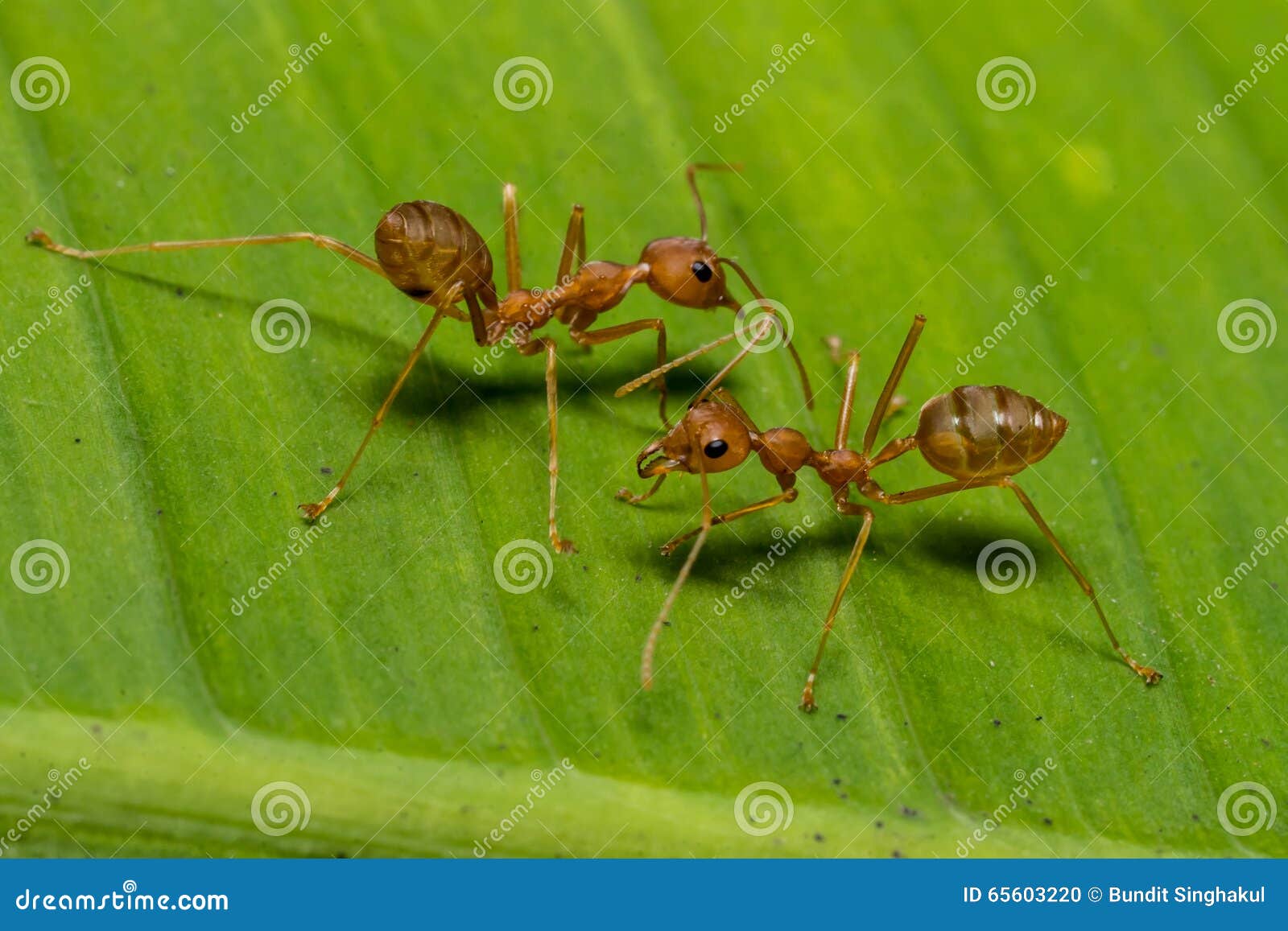 Red Ants Fire Ant, Solenopsis Geminate Helping Each Other Carry Grain ...