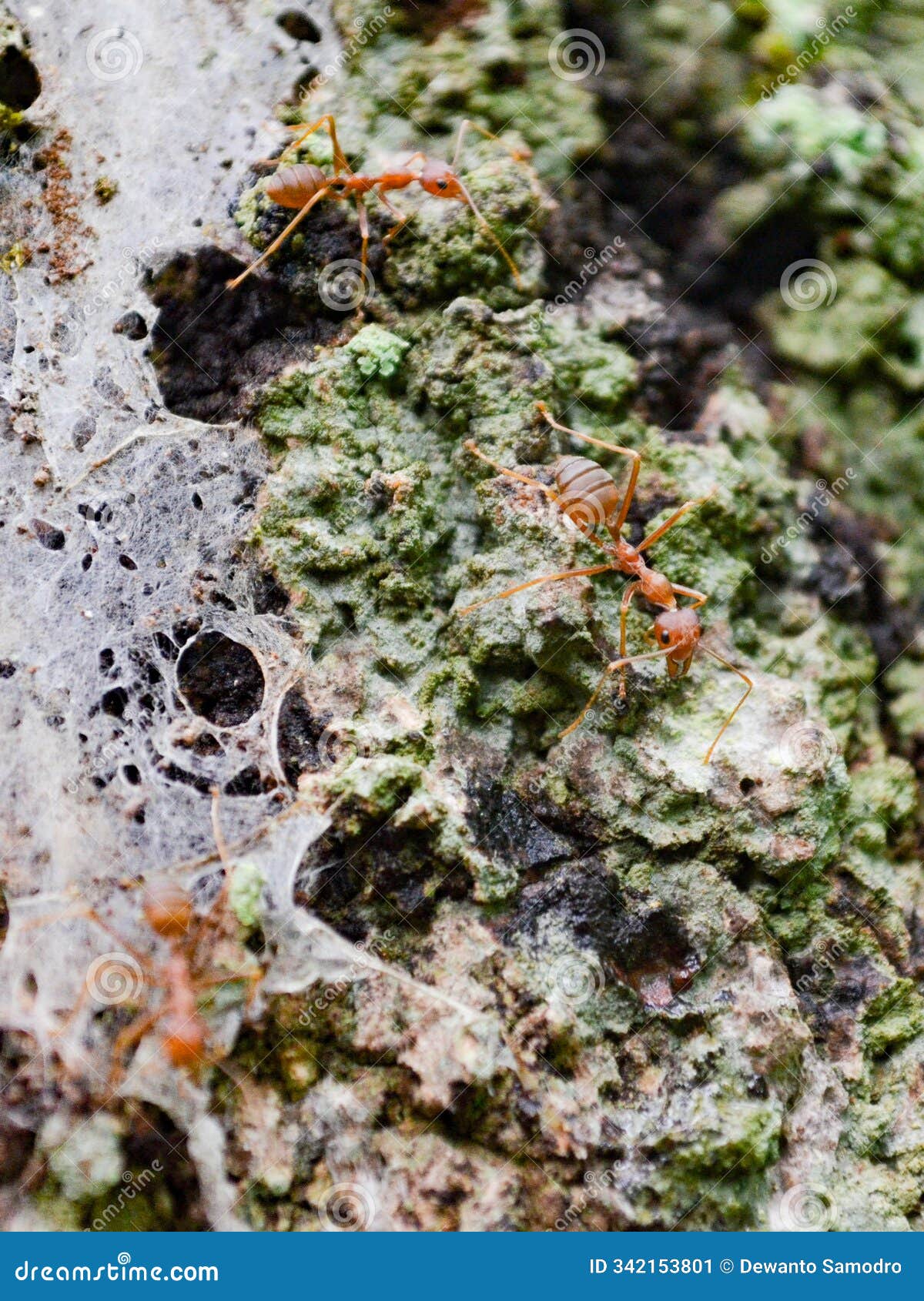 Fire Ants or Solenopsis on Tree Bark Stock Image - Image of leaf, ants ...